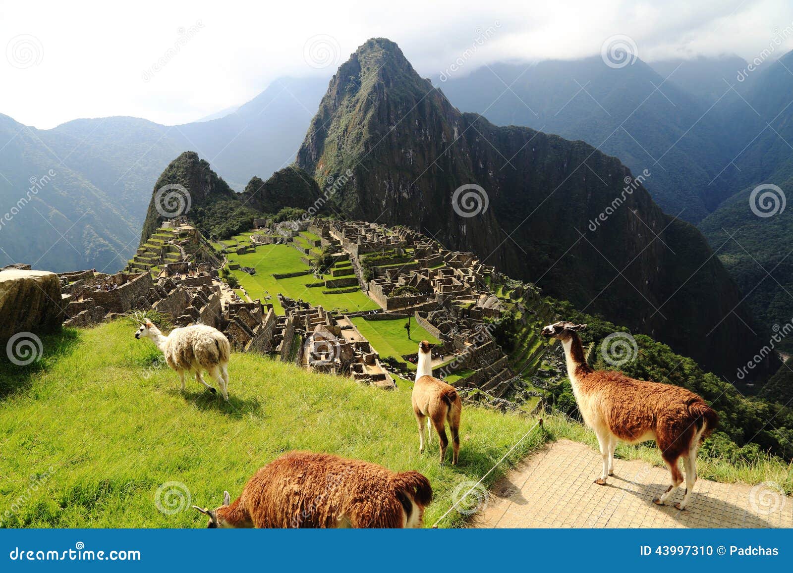 Llama at Machu Picchu, Peru Stock Photo - Image of terraced, inca: 43997310