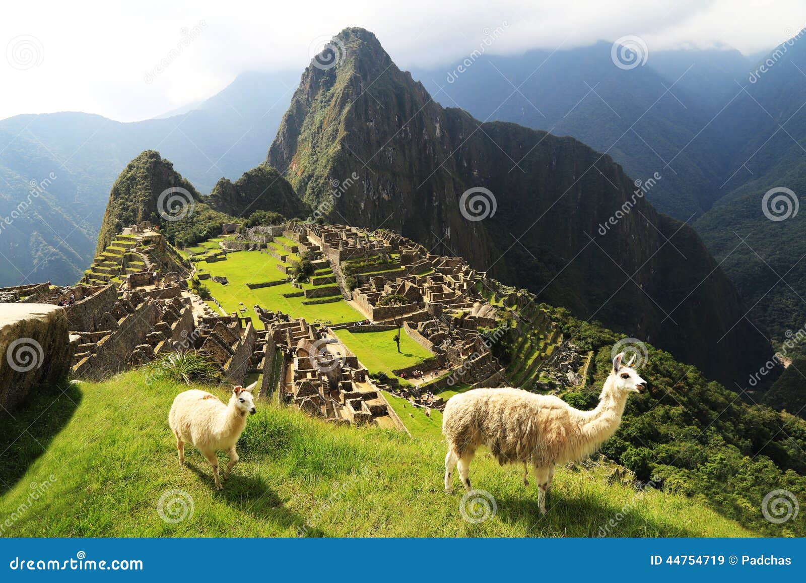 Llama at Machu Picchu, Peru Stock Image - Image of picchu, terraced ...