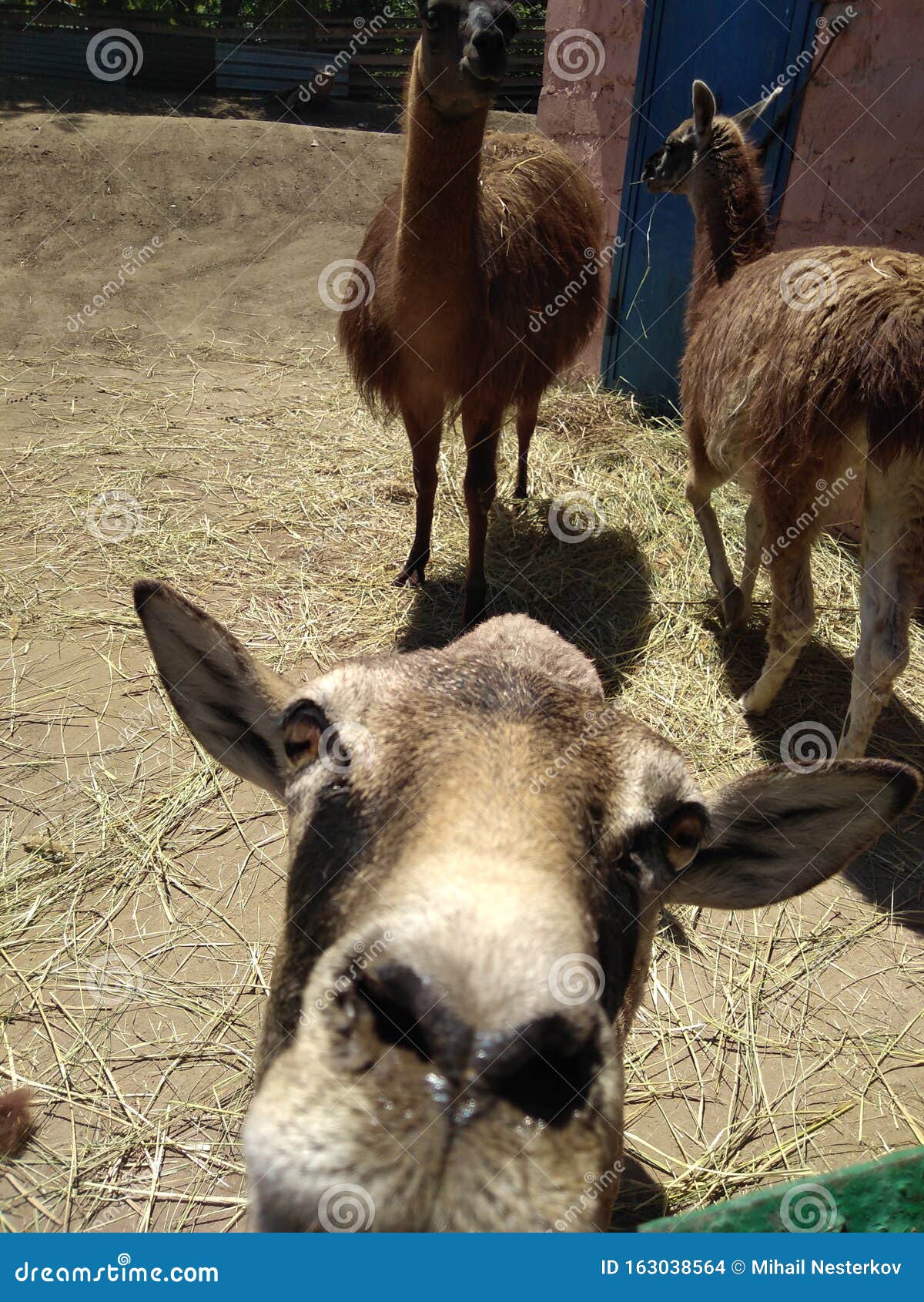 Llama stock photo. Image of animal, llama, closeup, eyes - 163038564