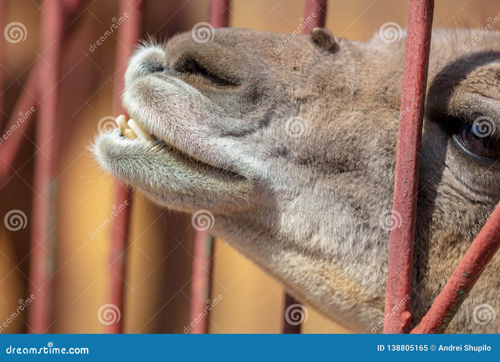 Llama Nose from the Cage in the Zoo Stock Image - Image of brown ...