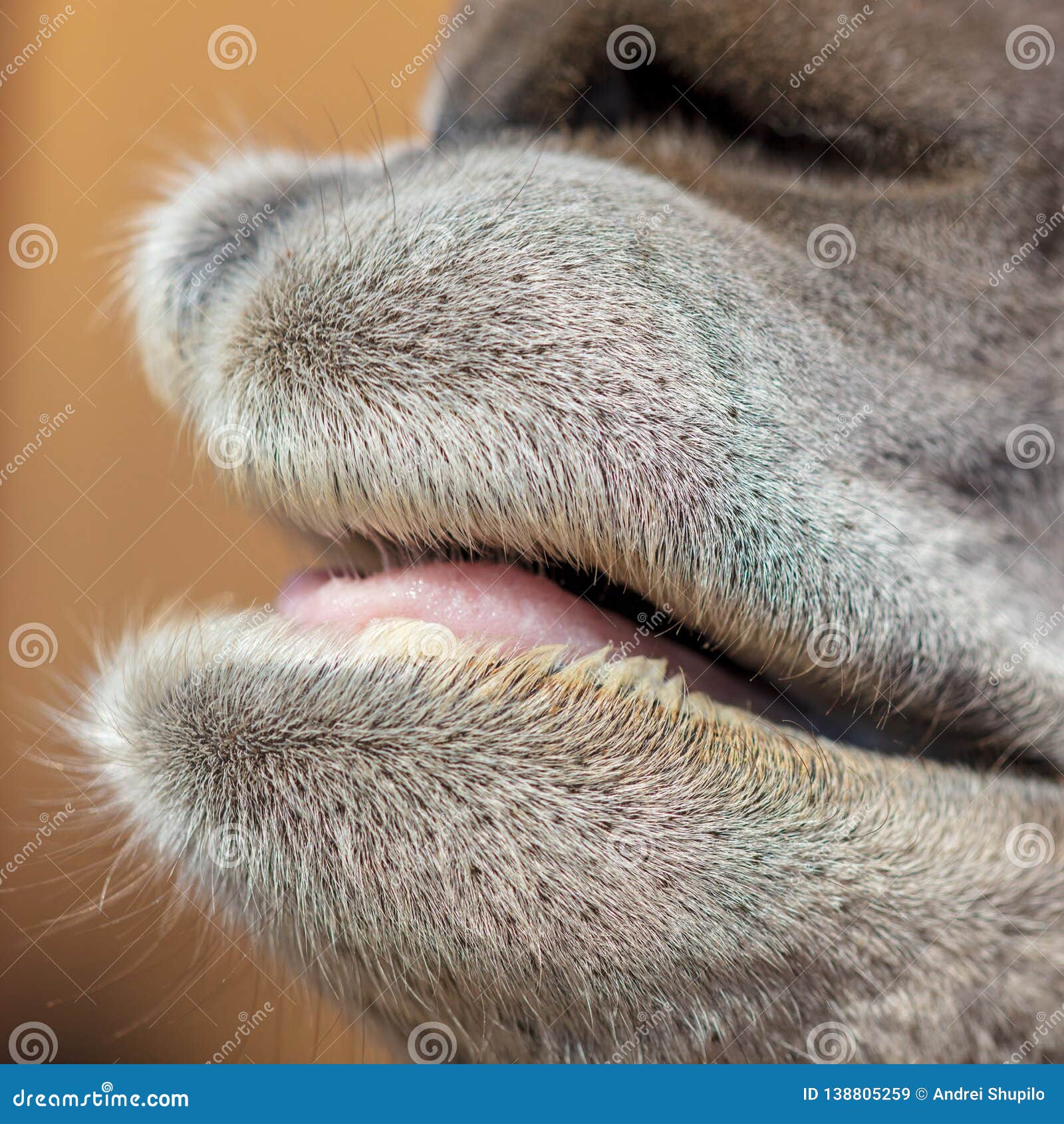 Llama Nose from the Cage in the Zoo Stock Image - Image of background ...