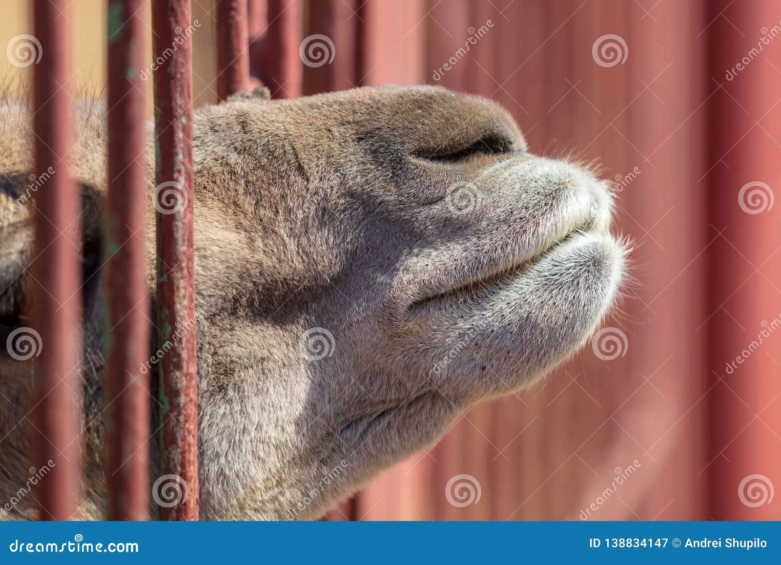 Llama Nose from the Cage in the Zoo Stock Image - Image of wild, nature ...