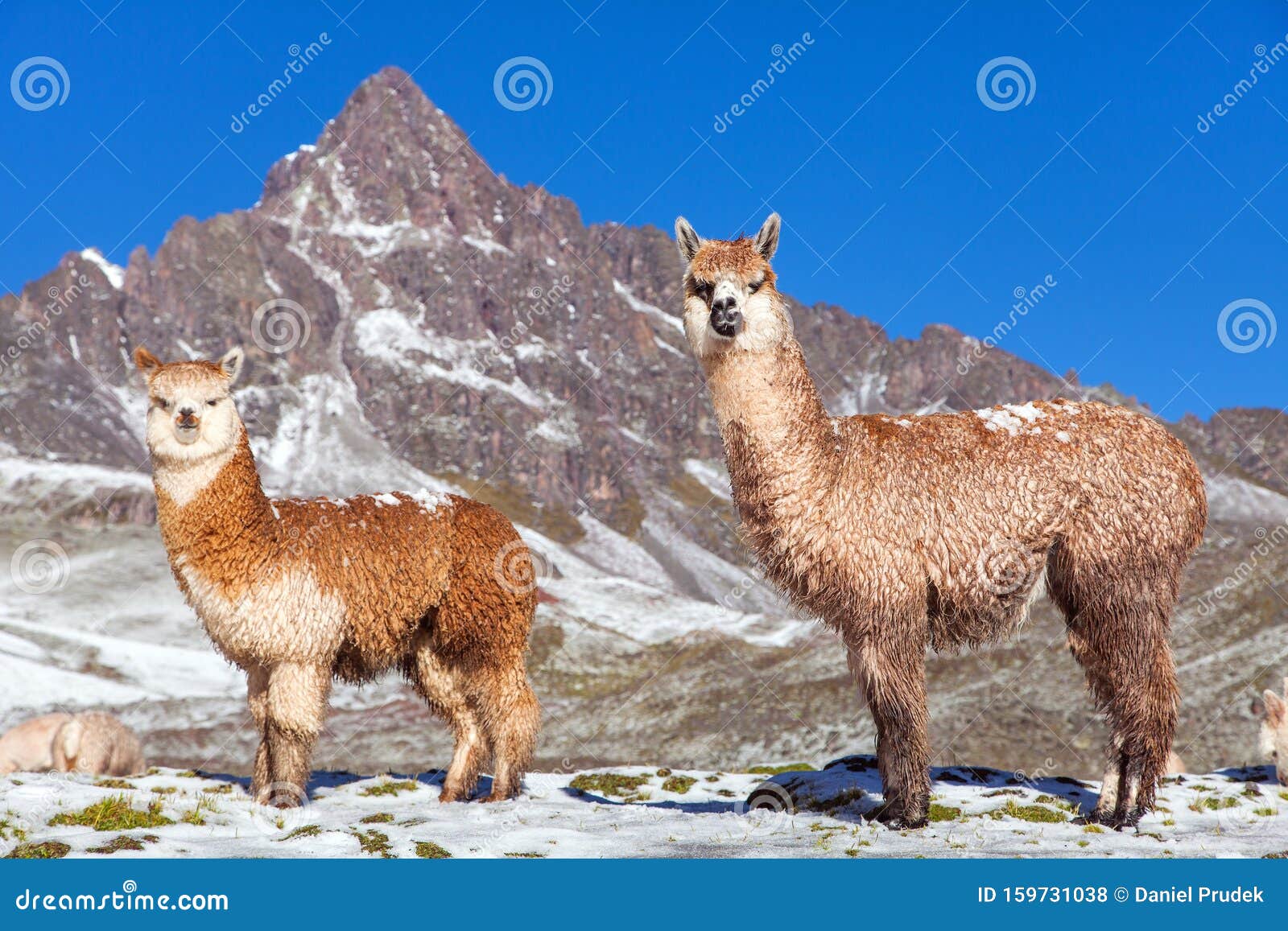 Llama O Lama, Dos Lamas En Los Pastos Foto de archivo - Imagen de ...