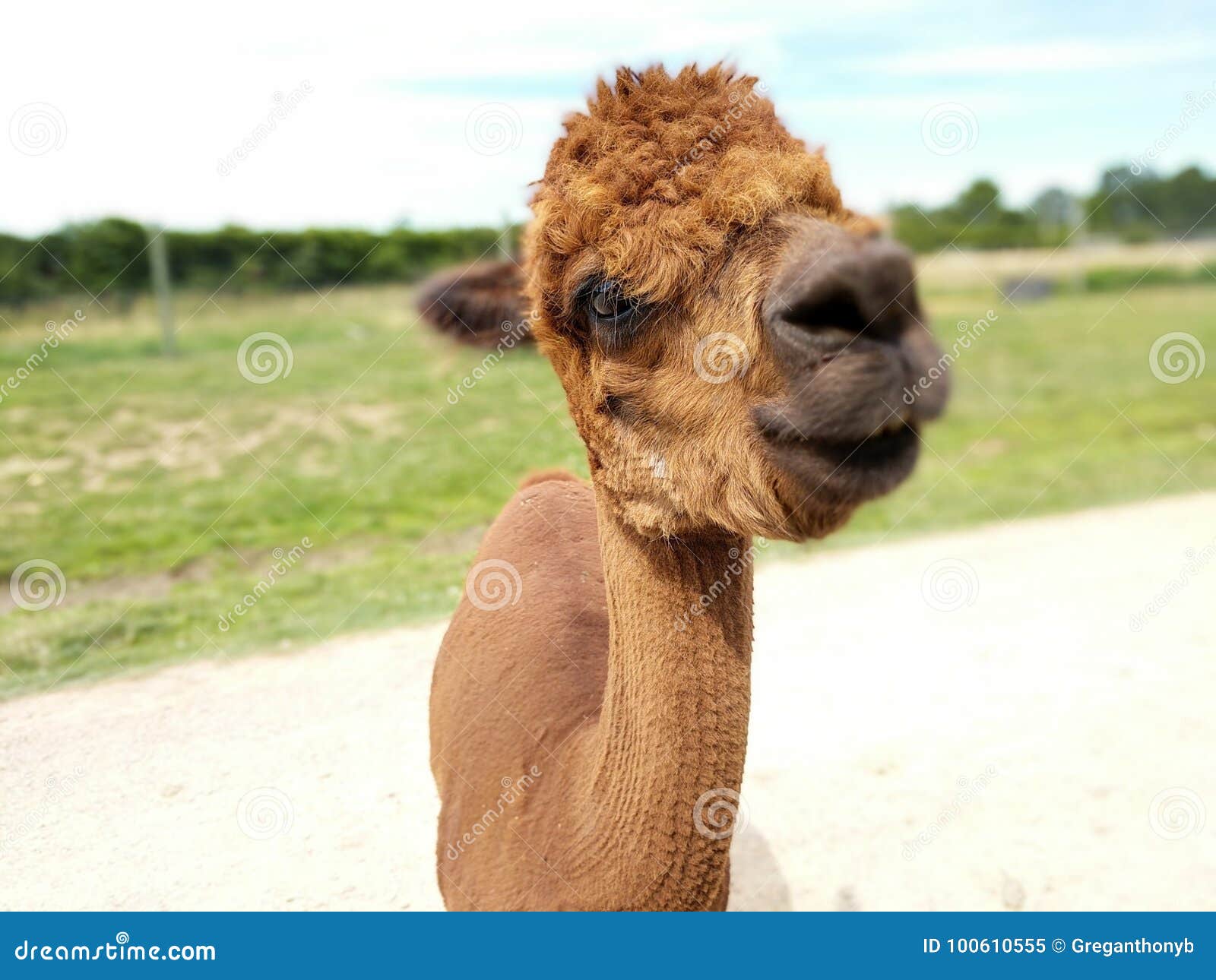 Llama outside stock image. Image of african, llama, hello - 100610555