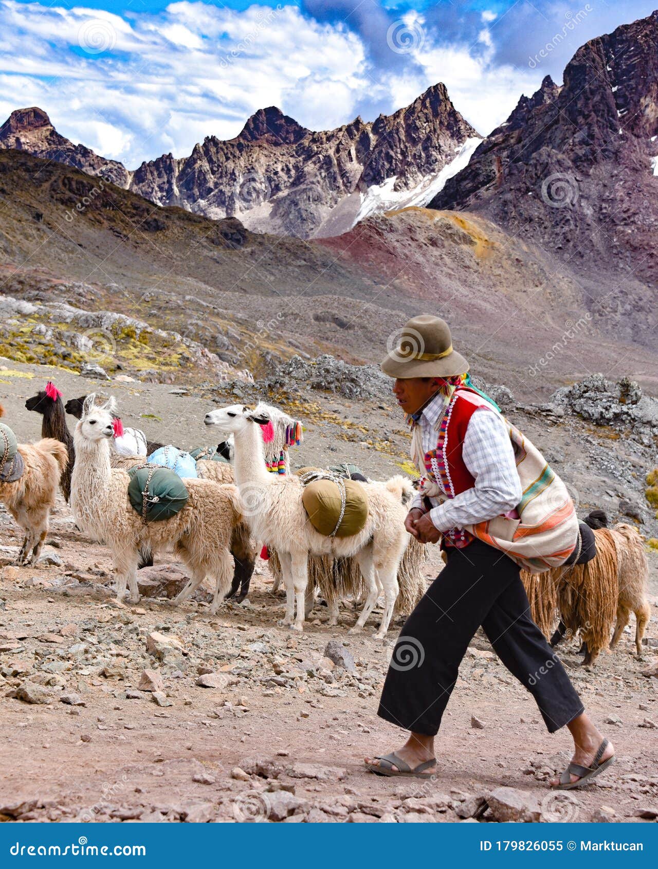 Llama Pack in Cordillera Vilcanota, Ausangate, Cusco, Peru Editorial ...
