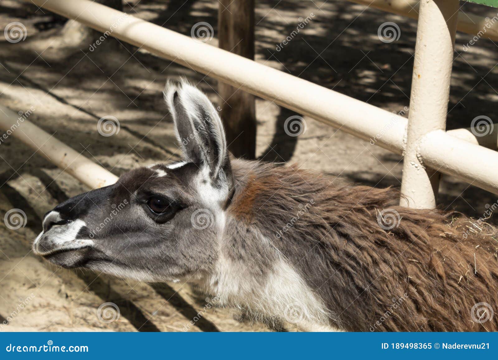 Portrait of a llama. stock image. Image of natural, cute - 189498365