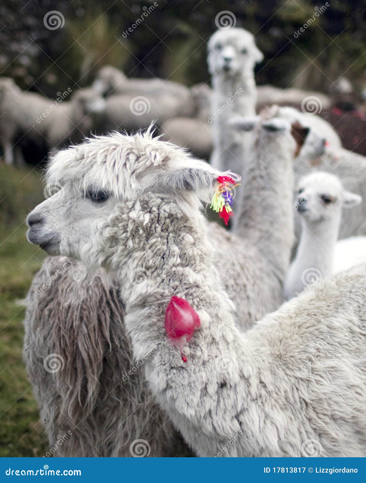 Llama, Peru stock image. Image of inca, peru, forest - 17813817