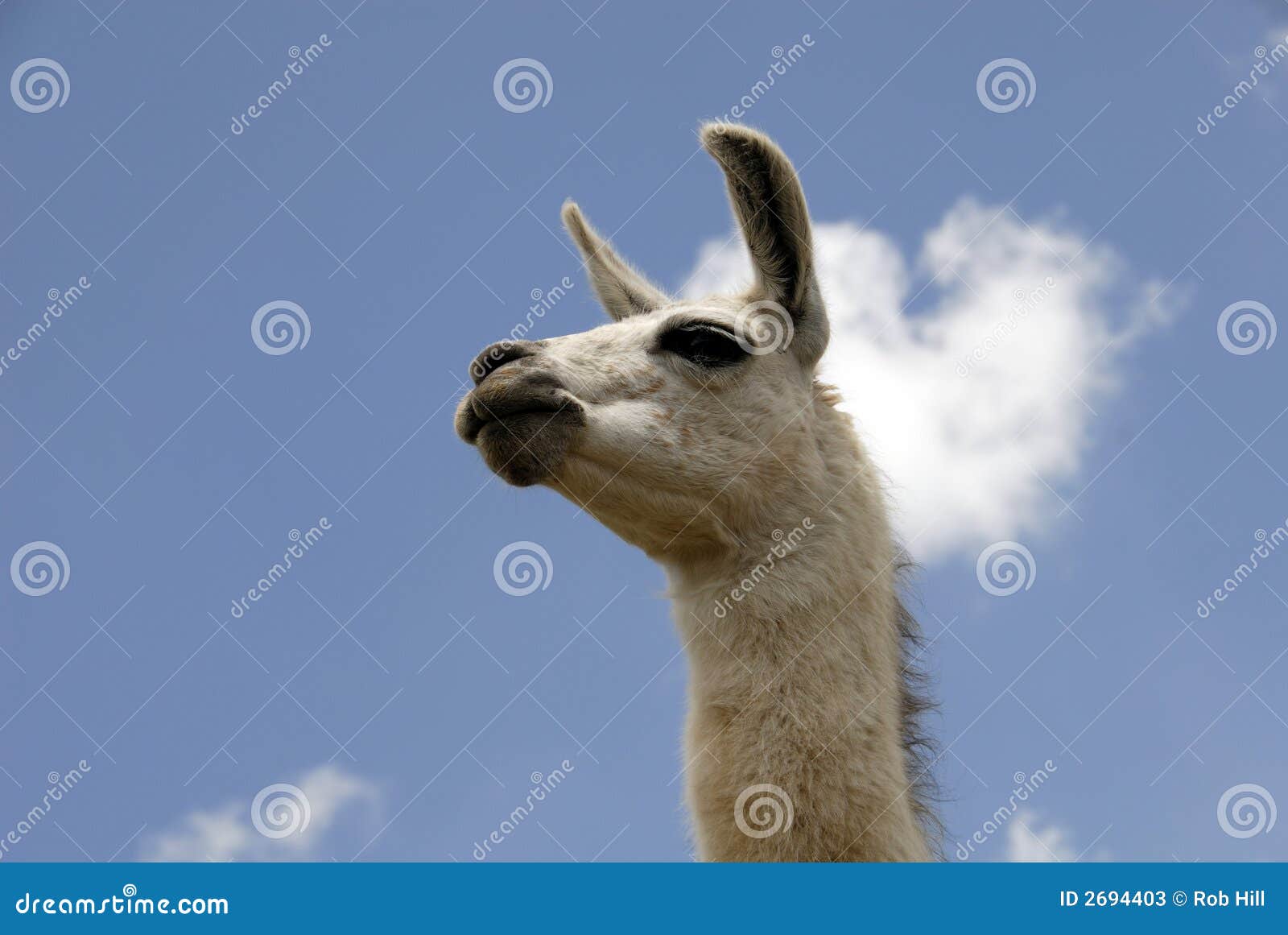 Llama peruana imagen de archivo. Imagen de paquete, peruano - 2694403