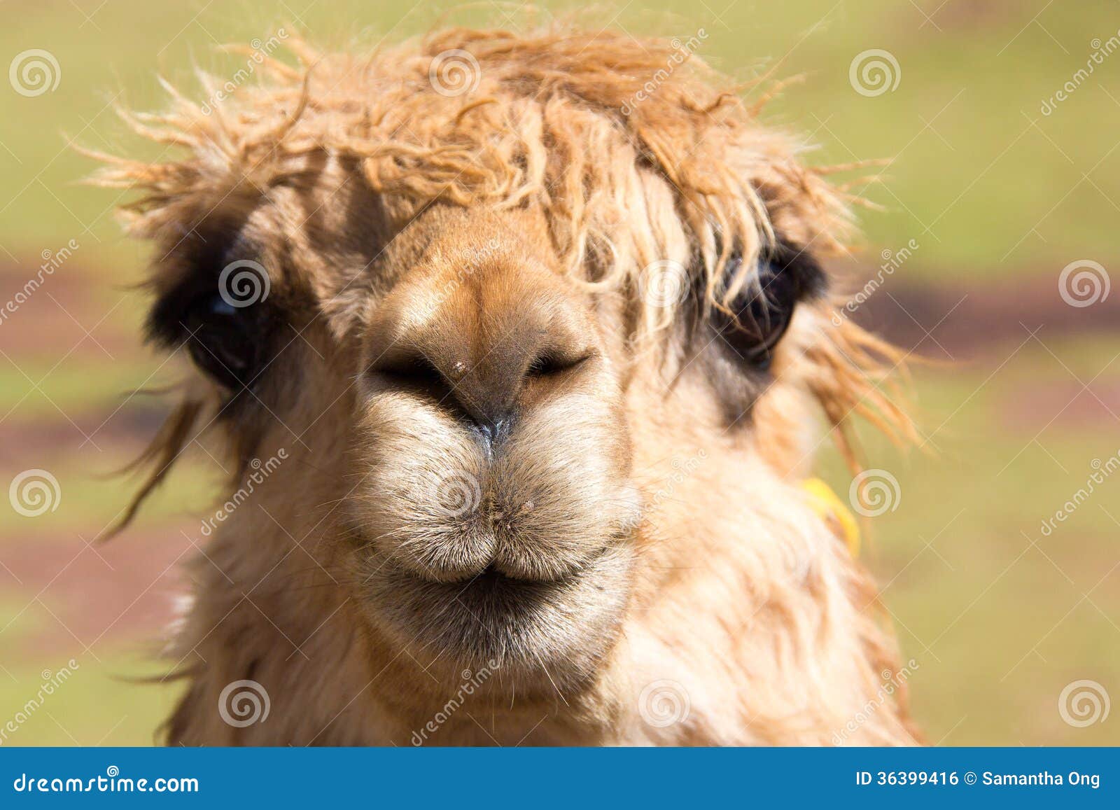 Llama peruana foto de archivo. Imagen de fauna, peruano - 36399416