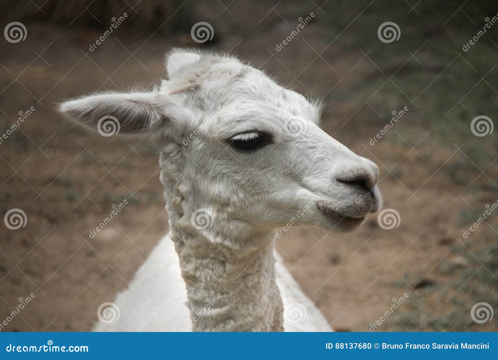 Llama peruana foto de archivo. Imagen de cierre, salvaje - 88137680