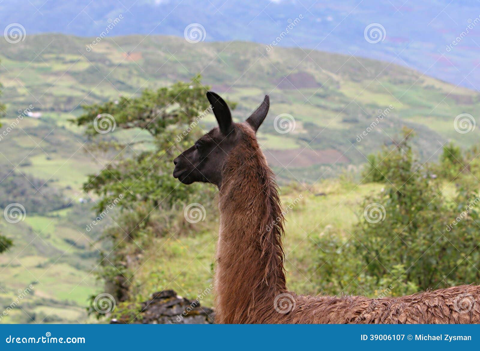 Llama Peruana Con Las Montañas Imagen de archivo - Imagen de doméstico ...