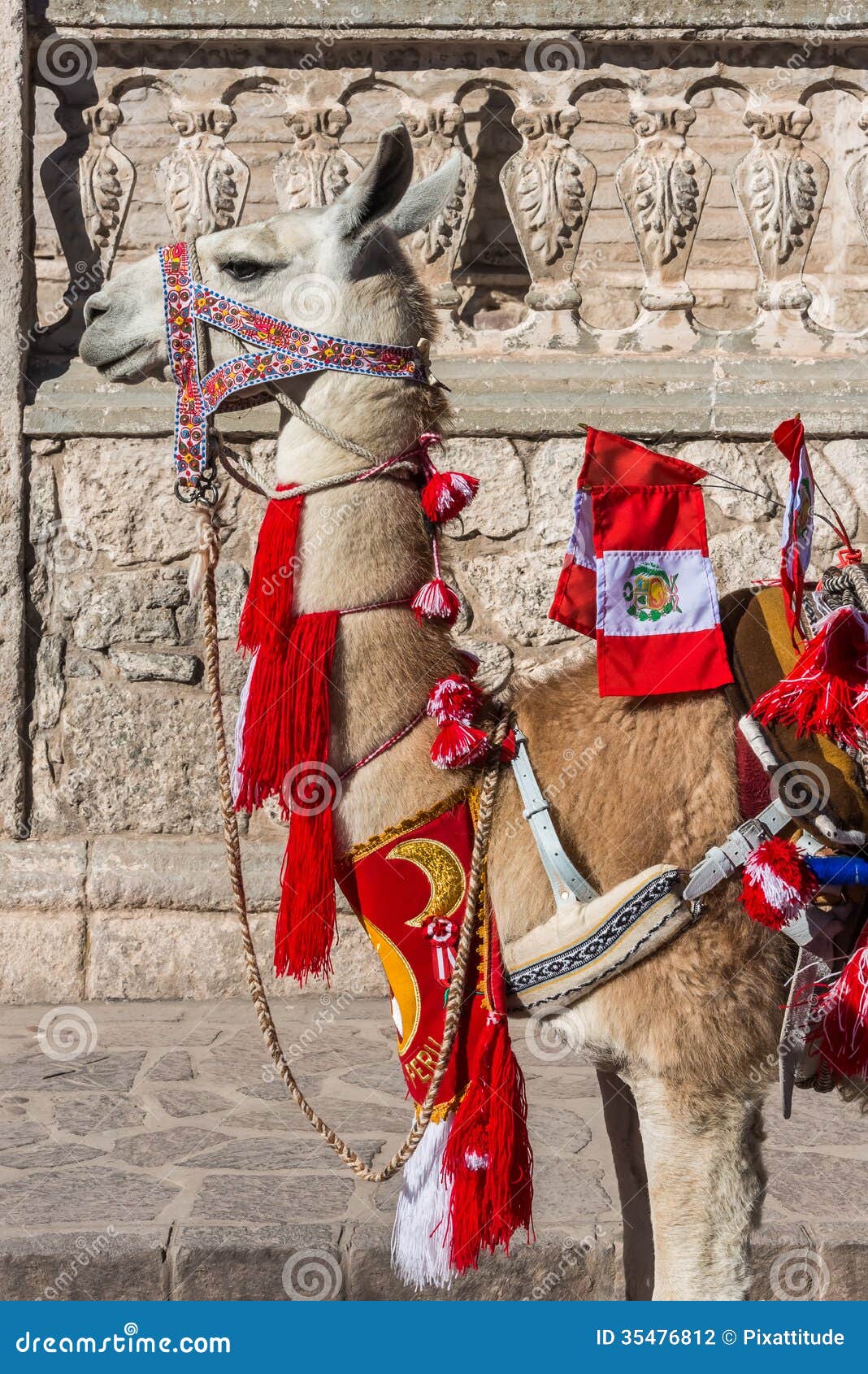 Llama With Peruvian Flags Arequipa Peru Stock Photo - Image of lama ...
