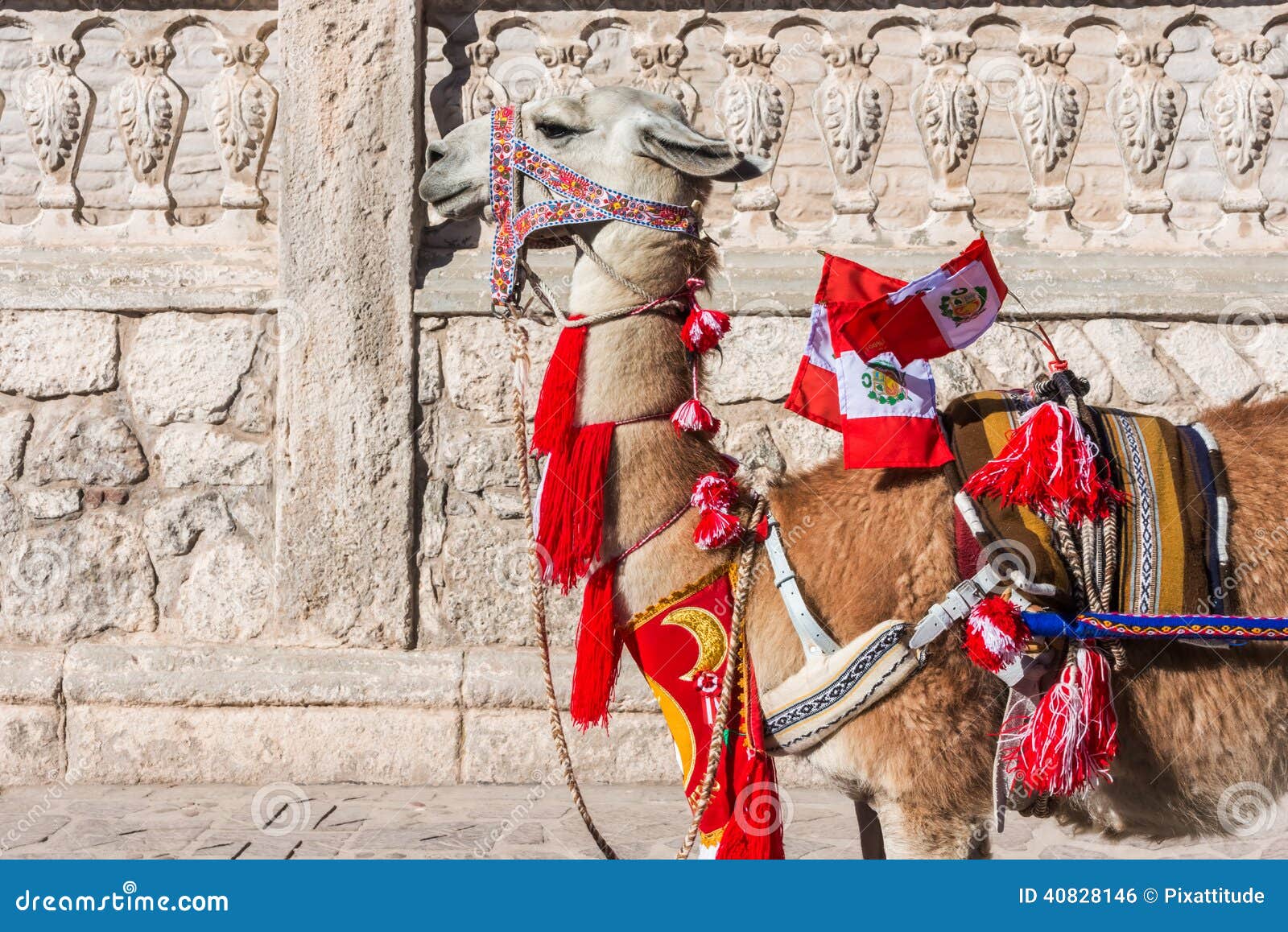 Llama with Peruvian Flags Arequipa Peru Stock Photo - Image of llama ...