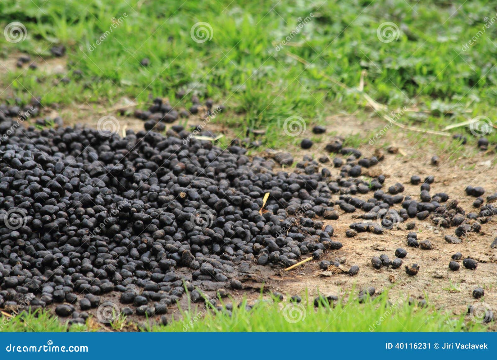 Llama poo stock image. Image of concept, manure, detail - 40116231
