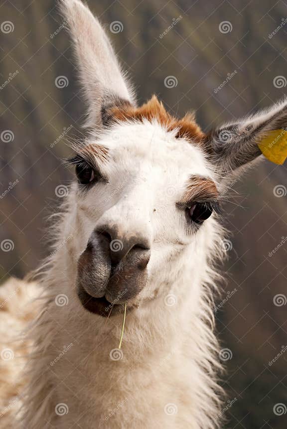 Llama portrait stock photo. Image of andes, traditional - 20690324