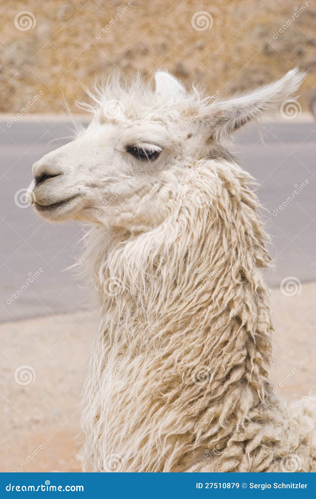 Llama Portrait stock image. Image of domestic, south - 27510879