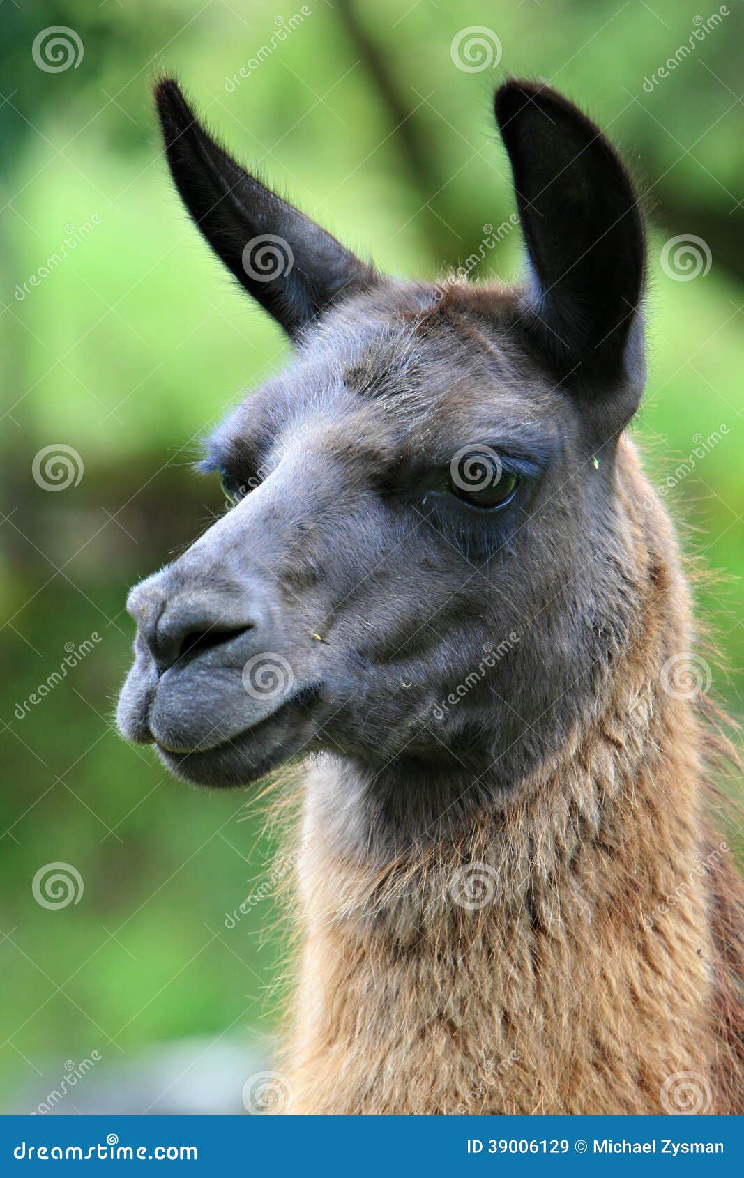 Llama Portrait stock image. Image of neck, peru, brown - 39006129
