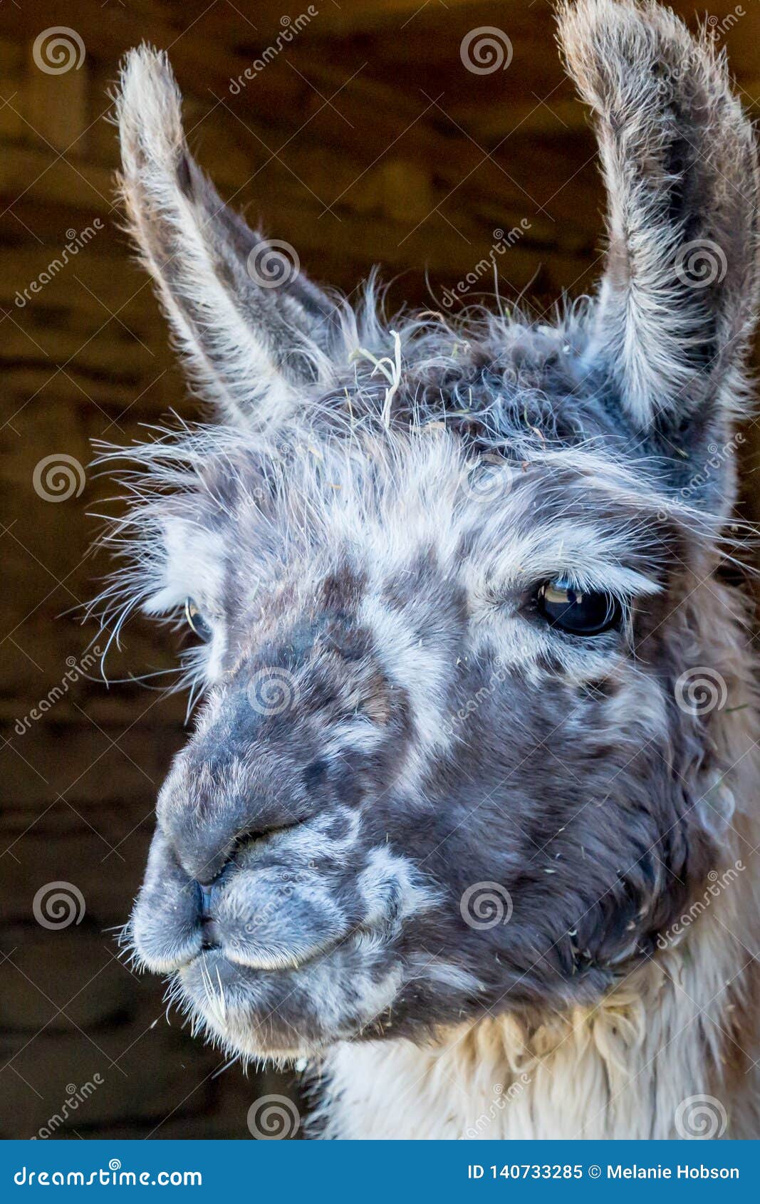 A Llama stock image. Image of people, staring, vertical - 140733285