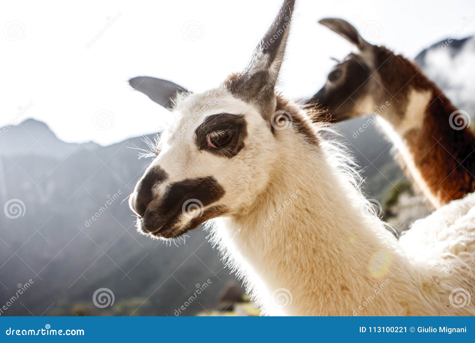Llama in Machu Picchu, Cuzco, Peru Stock Image - Image of landmark ...