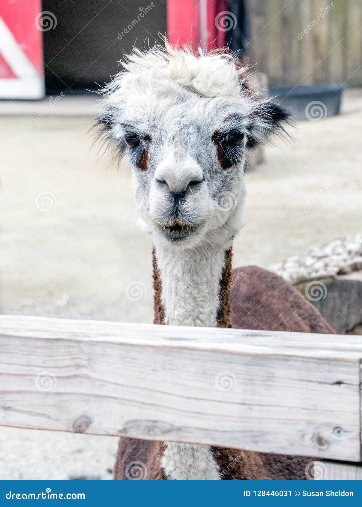 Happy Llama Portrait with Beautiful Eyes Stock Image - Image of ...