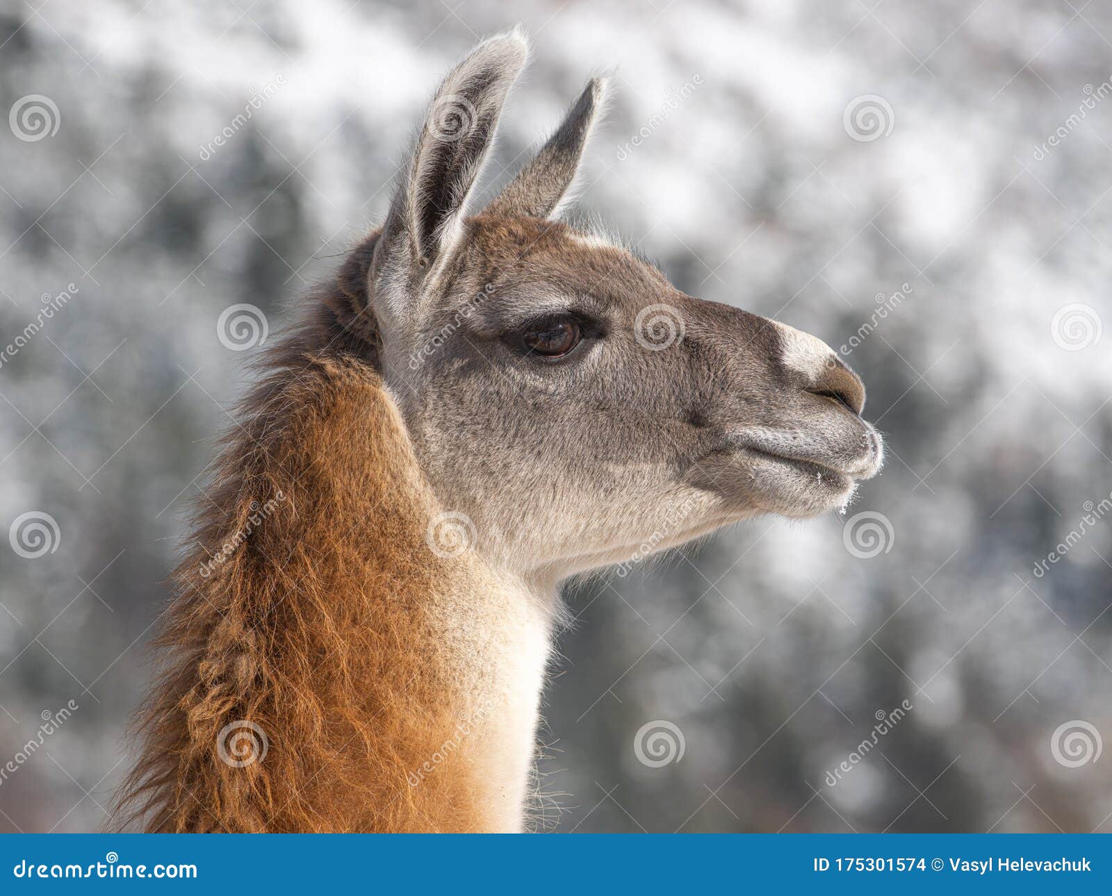 Llama portrait on a snow stock photo. Image of farm - 175301574