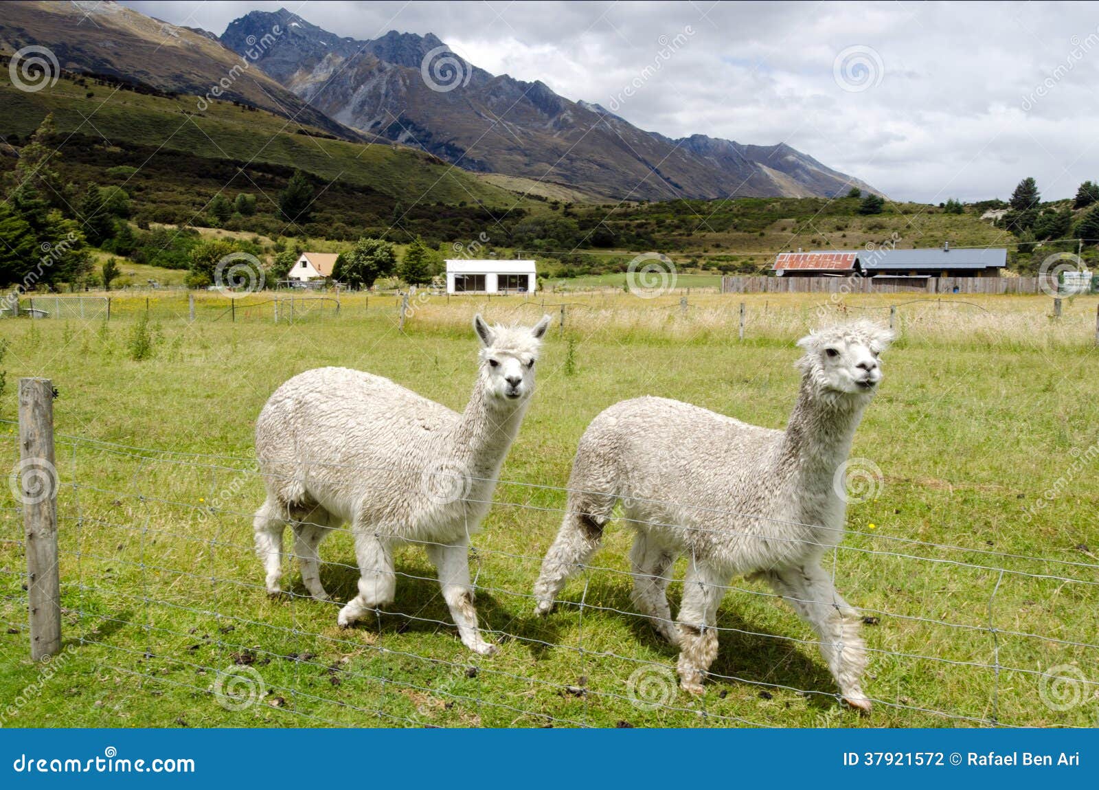 Llama stock photo. Image of furry, animal, face, mammal - 37921572