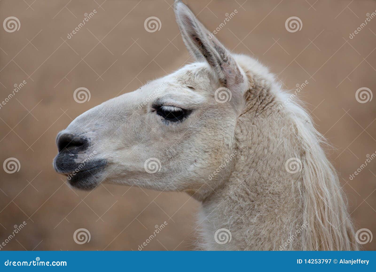 Llama Profile stock image. Image of white, wildlife, herbivore - 14253797