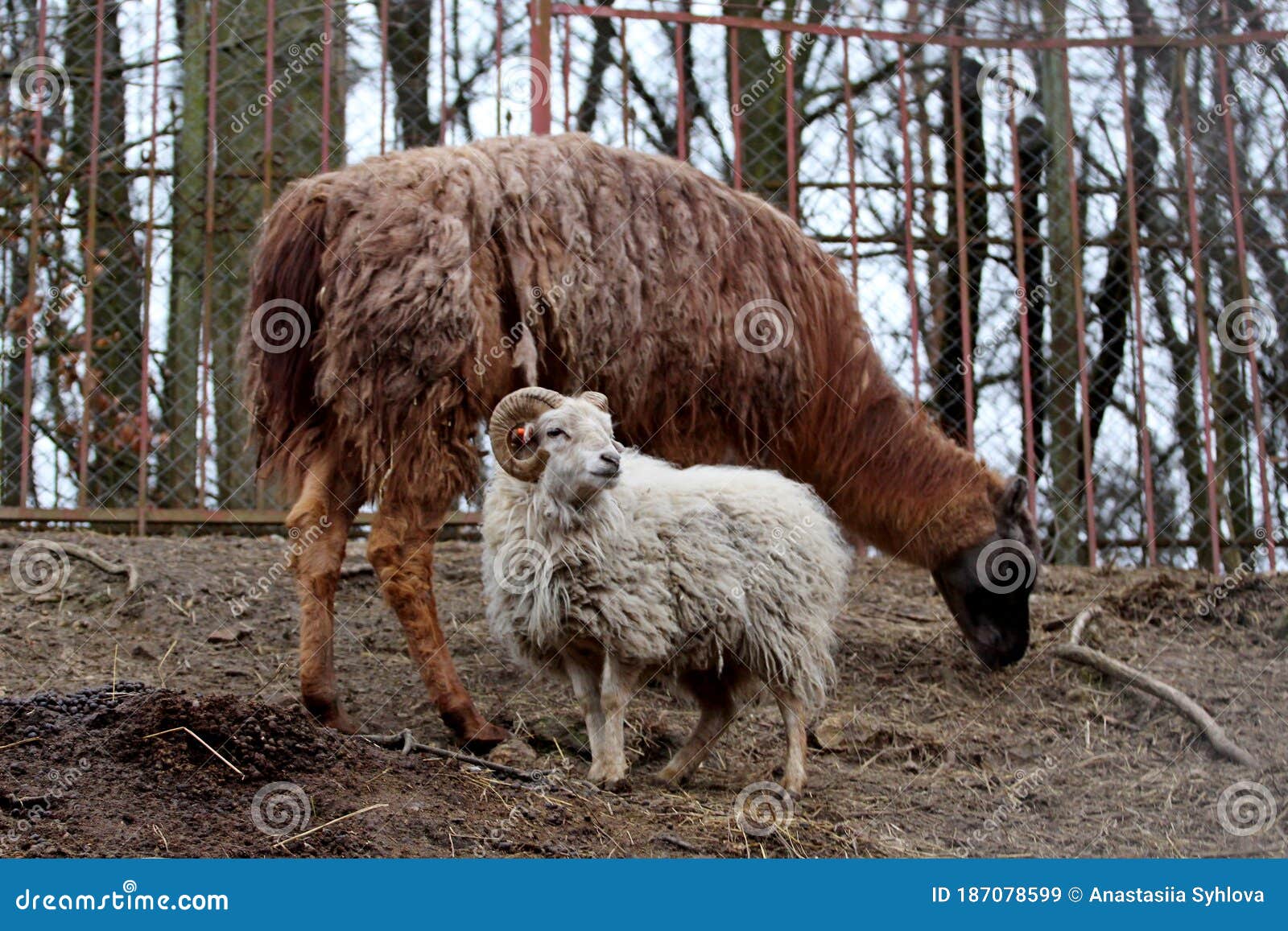 Llama and Ram. Animals Friendship Stock Image - Image of glass ...