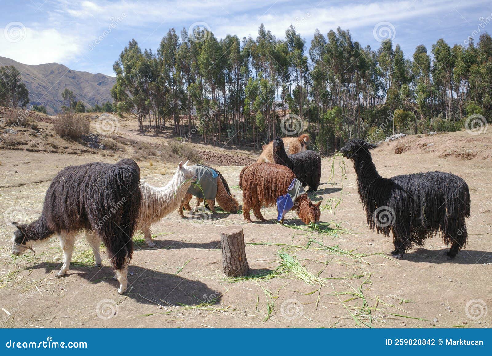 Llama at a Ranch in the Andes Mountains, Near Cusco, Peru Stock Photo ...