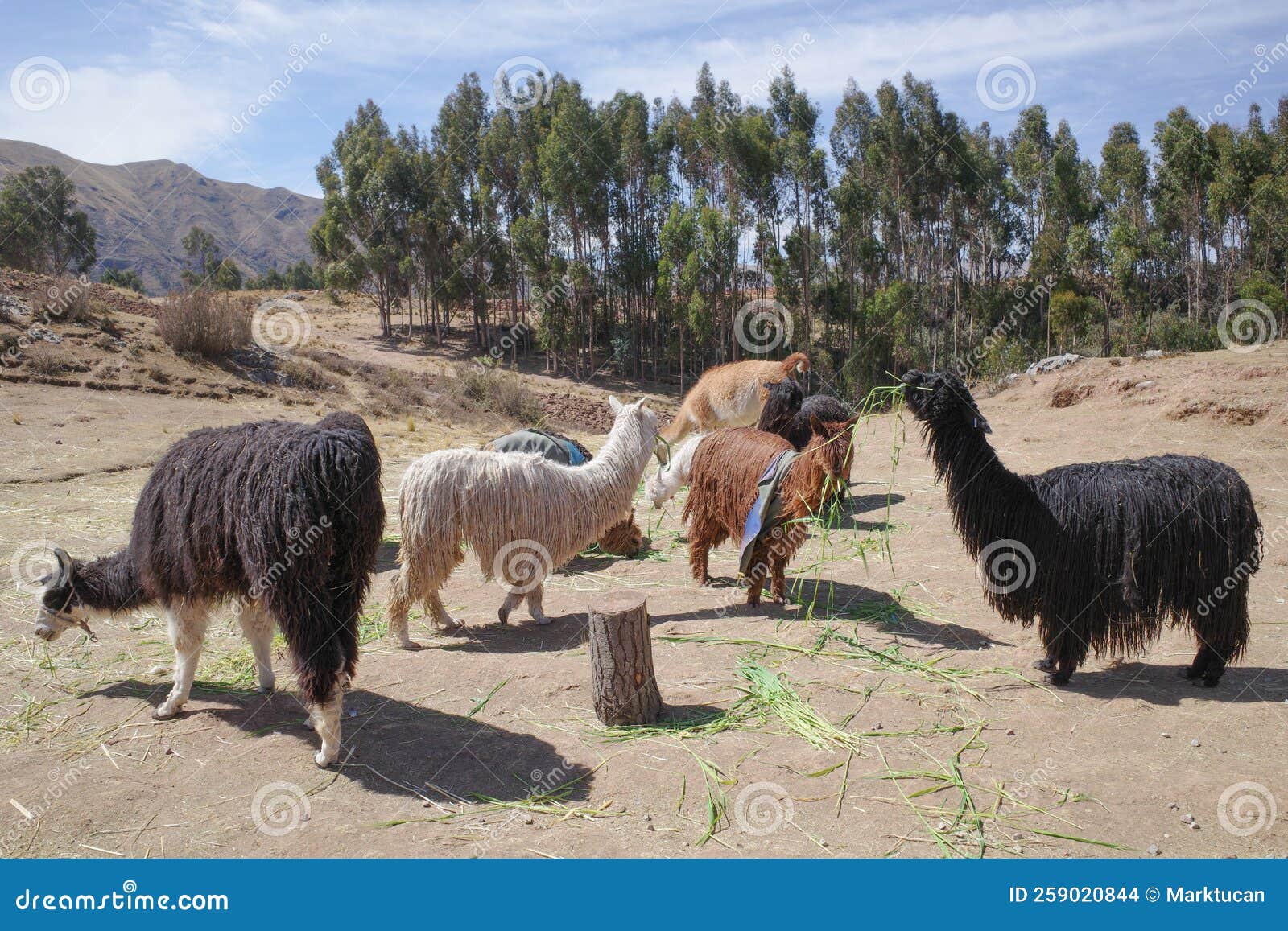 Llama at a Ranch in the Andes Mountains, Near Cusco, Peru Stock Photo ...