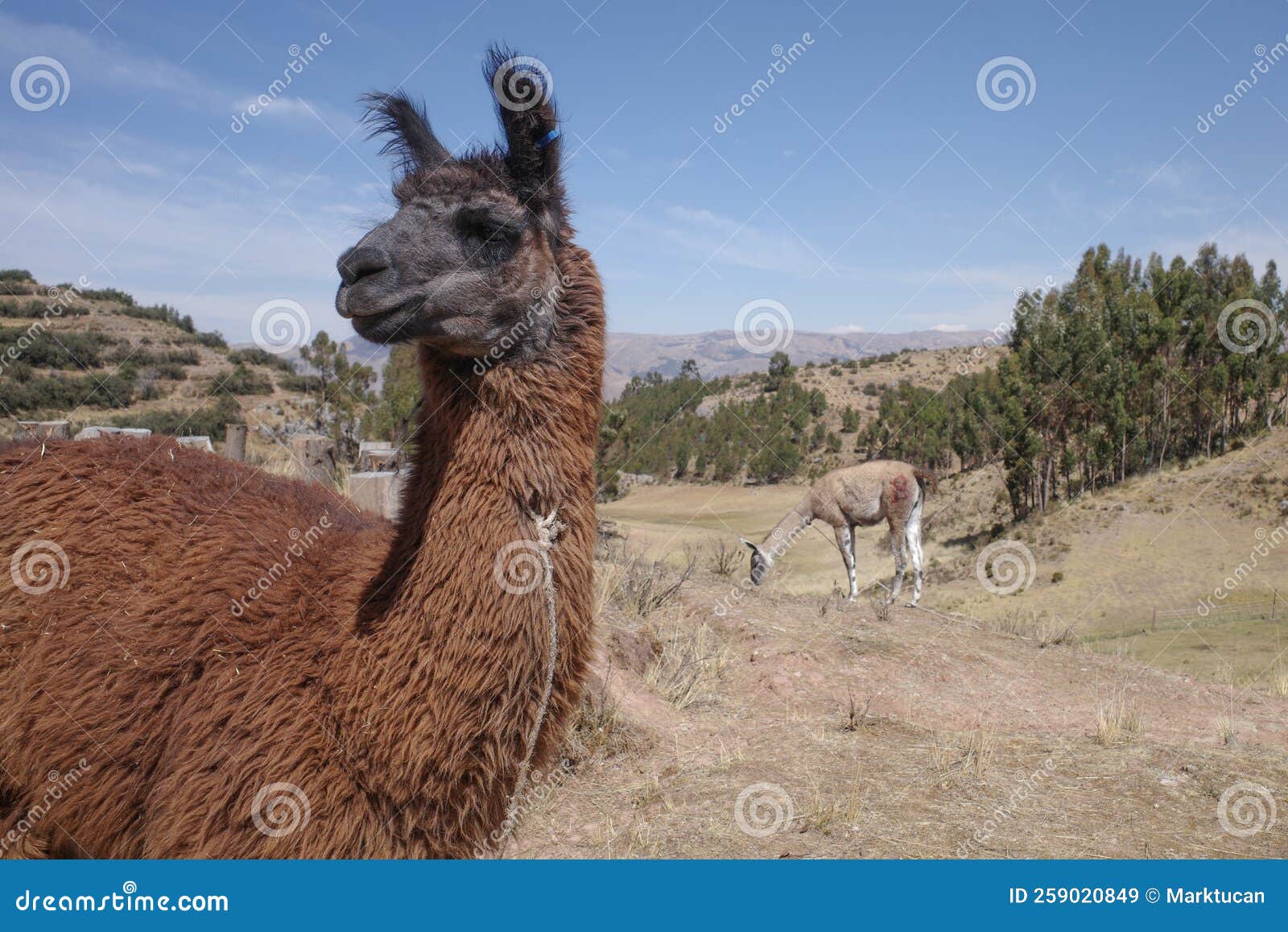 Llama at a Ranch in the Andes Mountains, Near Cusco, Peru Stock Image ...