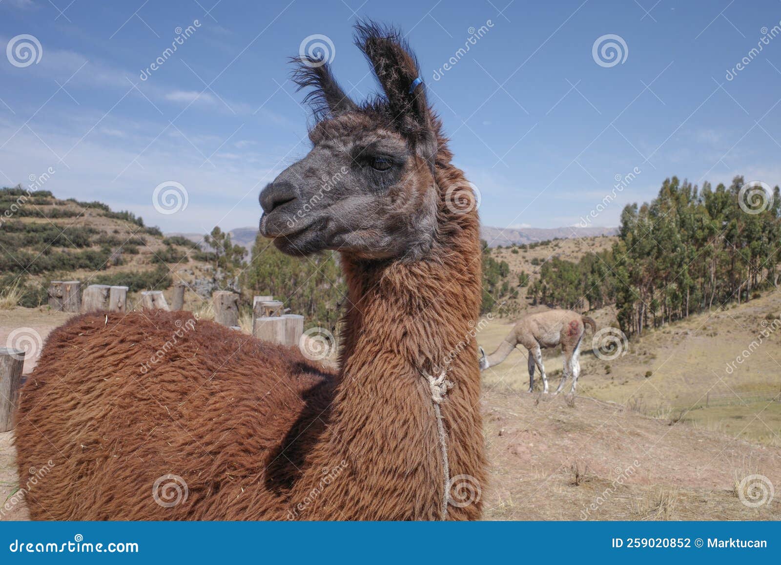 Llama at a Ranch in the Andes Mountains, Near Cusco, Peru Stock Photo ...