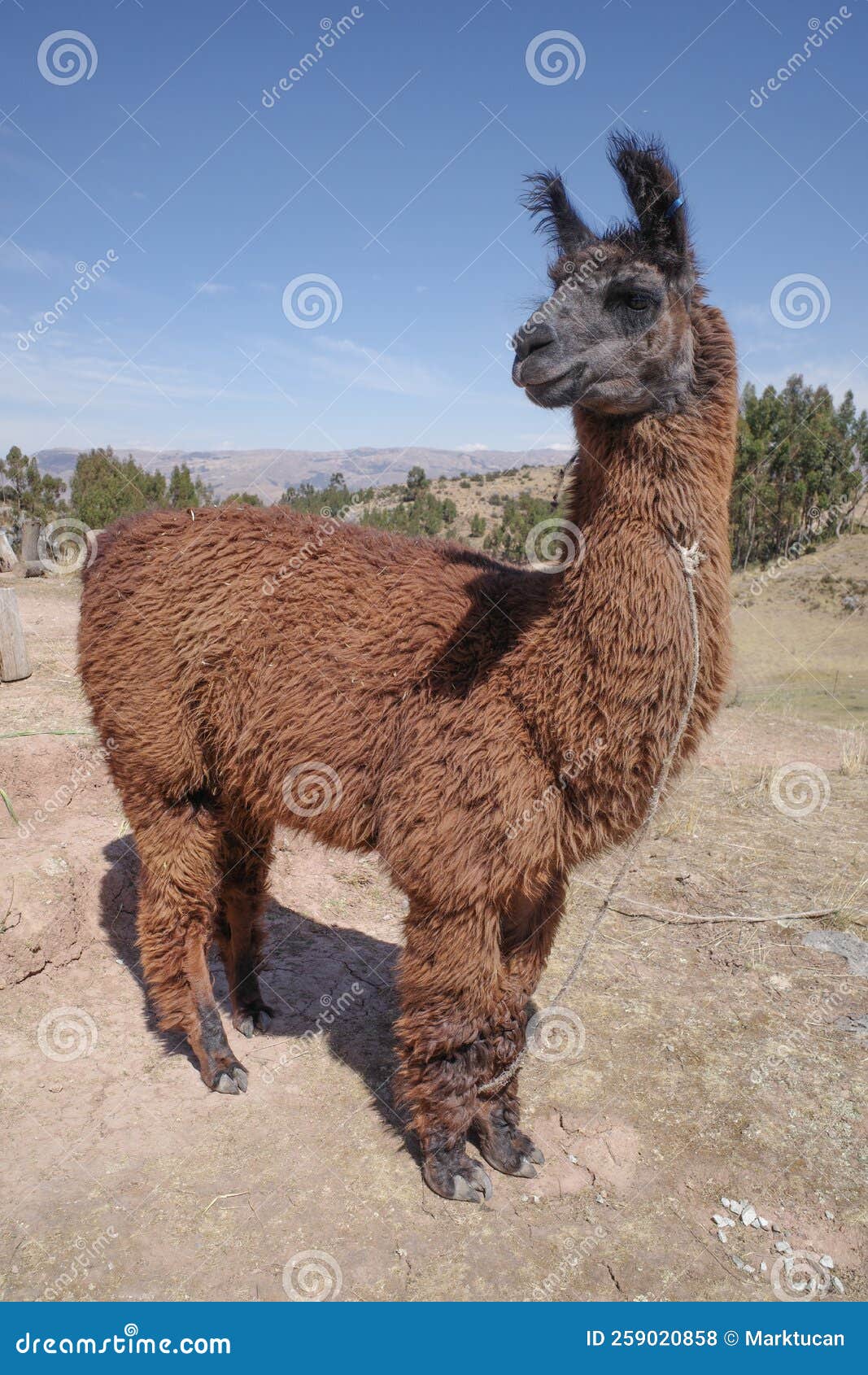 Llama at a Ranch in the Andes Mountains, Near Cusco, Peru Stock Photo ...