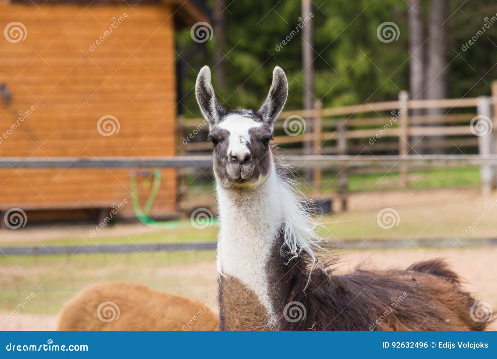 Llama Relax in Spring Sunny Day. Stock Photo - Image of mnature, grass ...