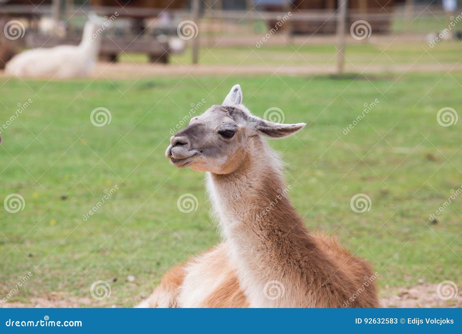 Llama Relax in Spring Sunny Day. Stock Image - Image of mnature, alpaca ...