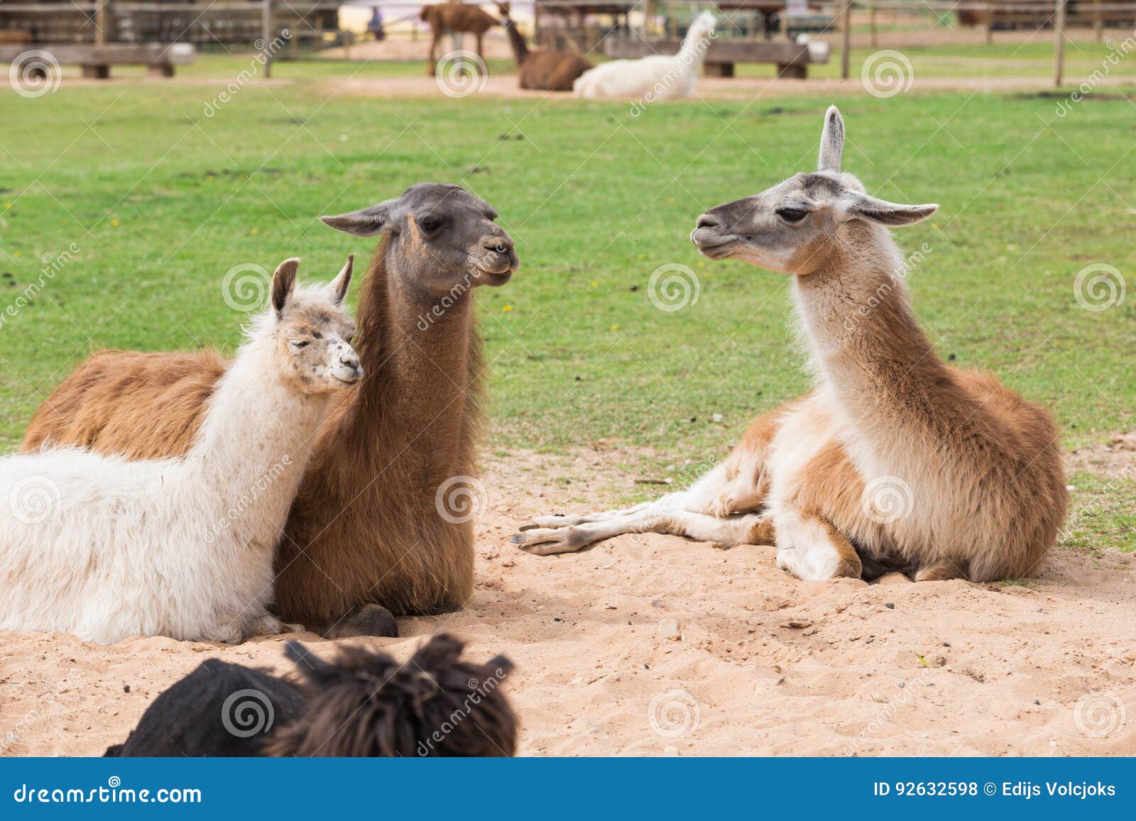 Llama Relax in Spring Sunny Day. Stock Photo - Image of glama, llama ...