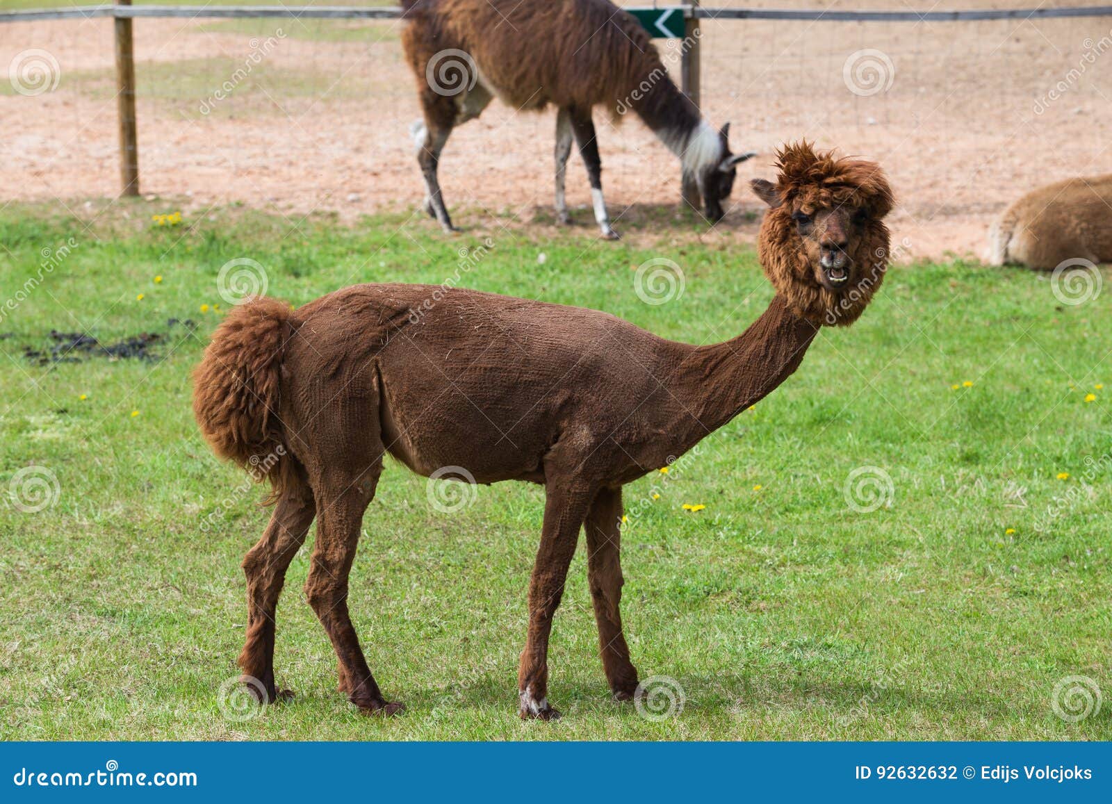 Llama Relax in Spring Sunny Day. Stock Photo - Image of latvia, head ...