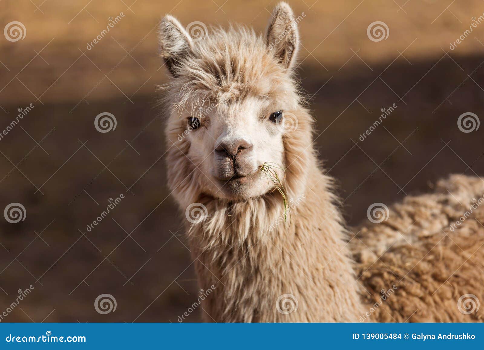 Llama stock photo. Image of america, llama, exotic, agriculture - 139005484