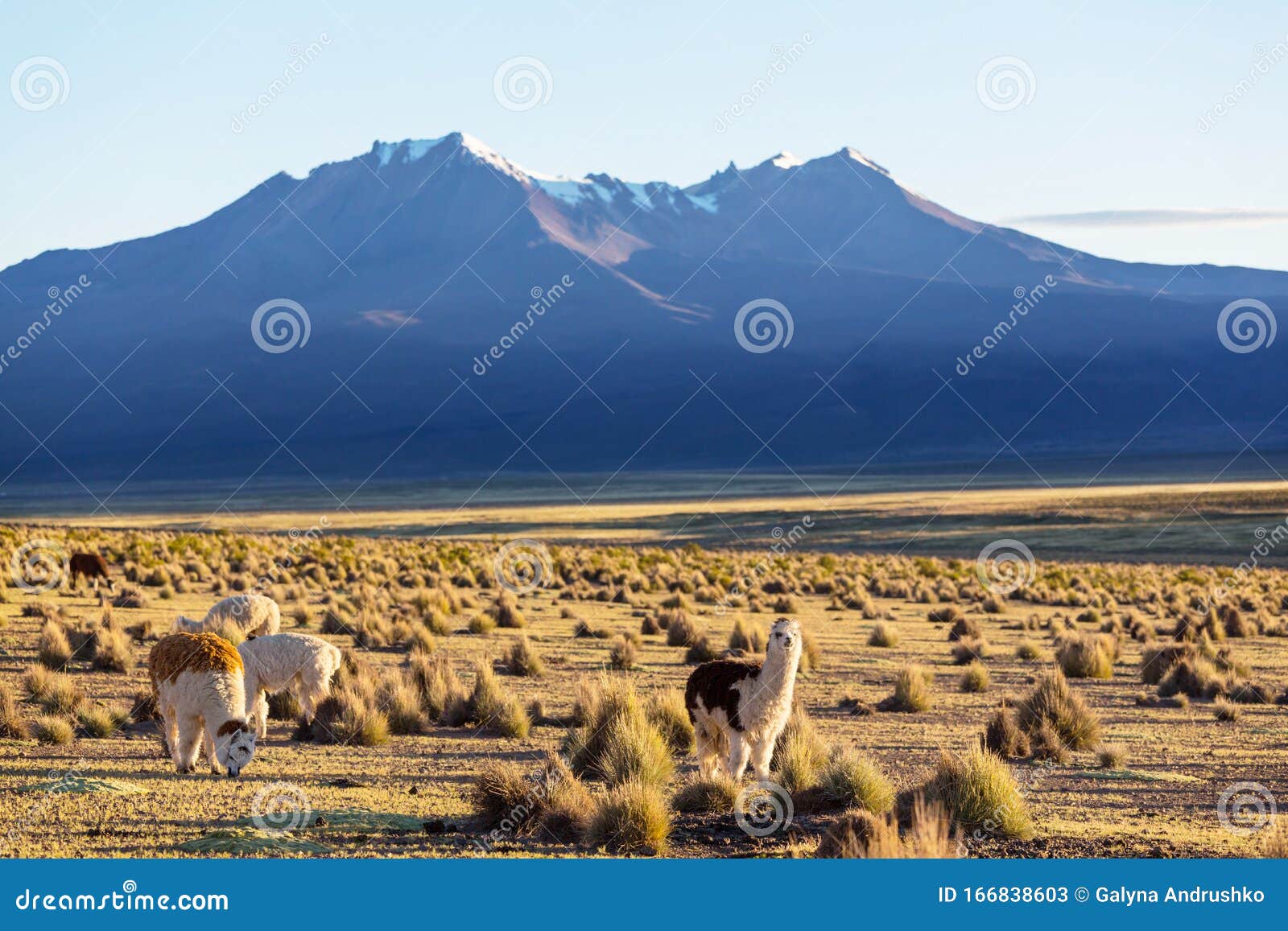 Llama stock image. Image of rural, bolivia, agriculture - 166838603