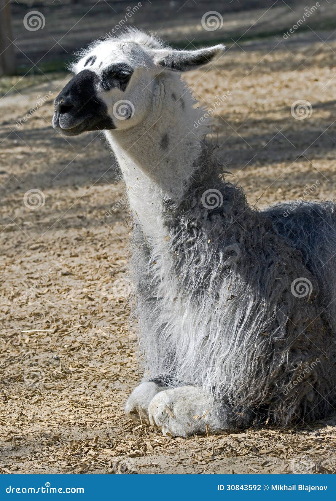 Llama 3 stock photo. Image of white, portrait, view, zoology - 30843592