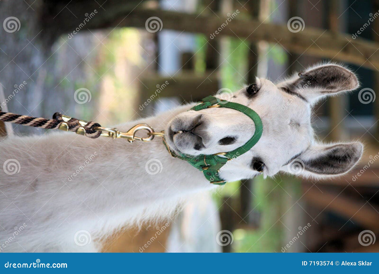 Llama Ride stock photo. Image of llama, hair, ride, wildlife - 7193574