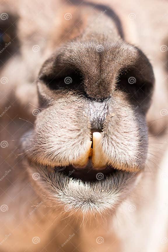 Llama`s Mouth with Teeth As Background Stock Image - Image of mouth ...
