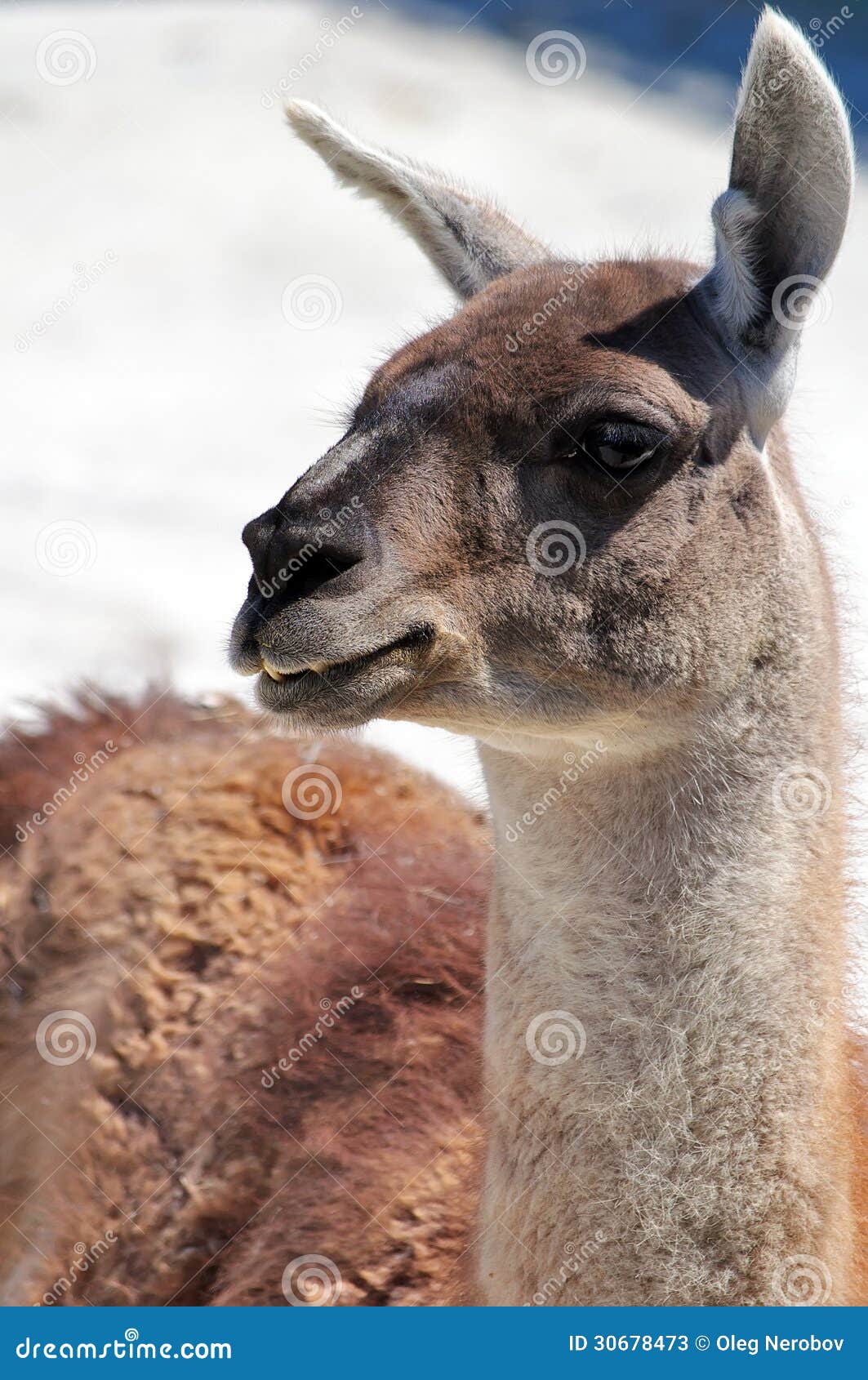 Llama stock image. Image of extreme, mammals, alpaca - 30678473