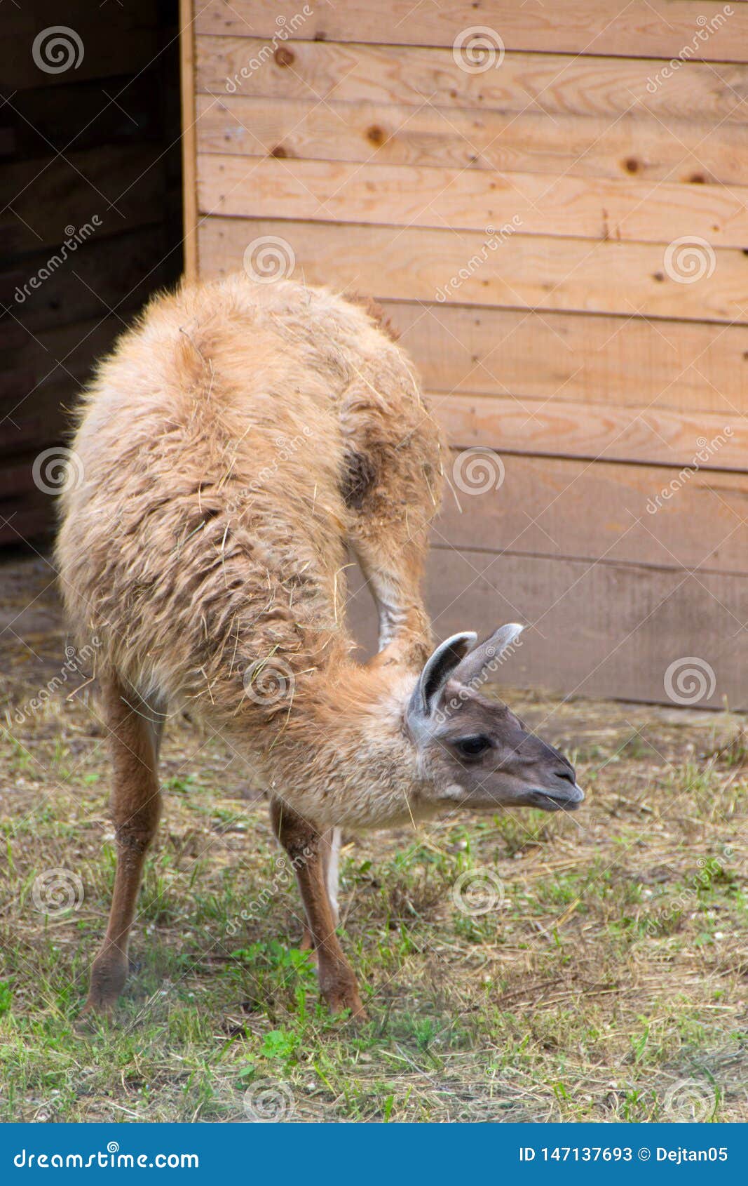 Llama, scratching itself stock image. Image of cuzco - 147137693
