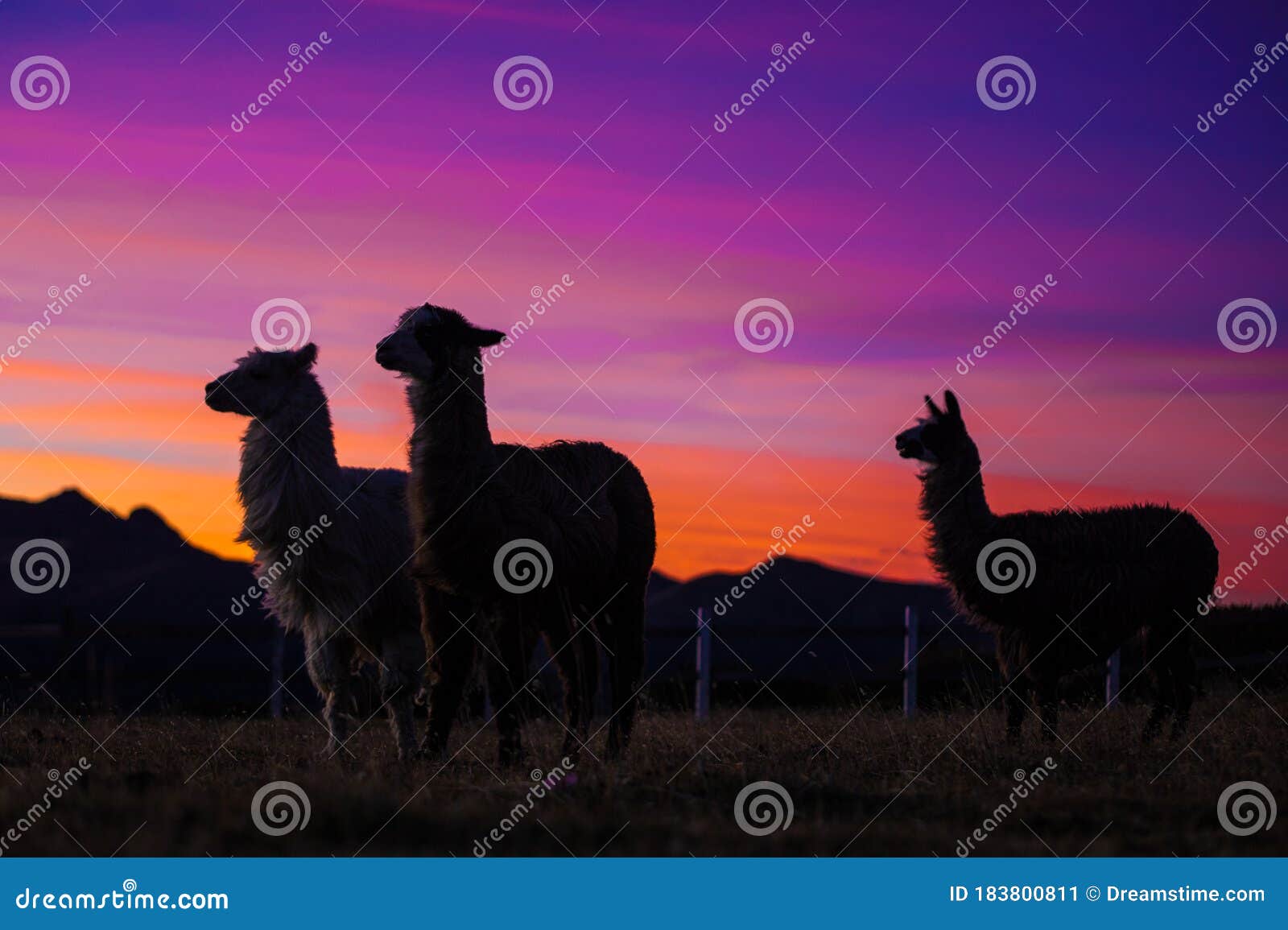 Llama Silhouette Walking Under a Colorful Sunset Stock Image - Image of ...