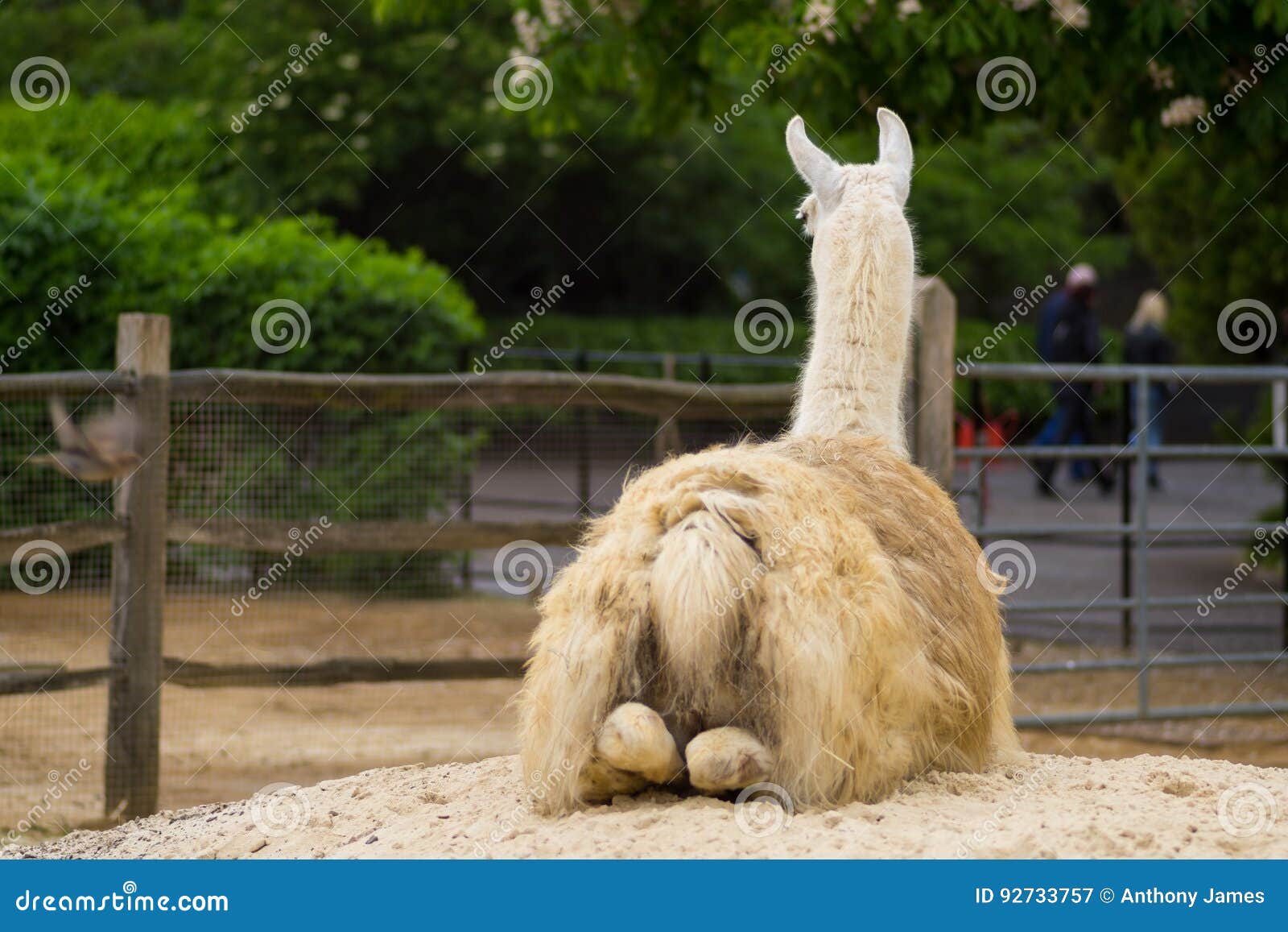 Llama sitting down stock image. Image of animal, city - 92733757
