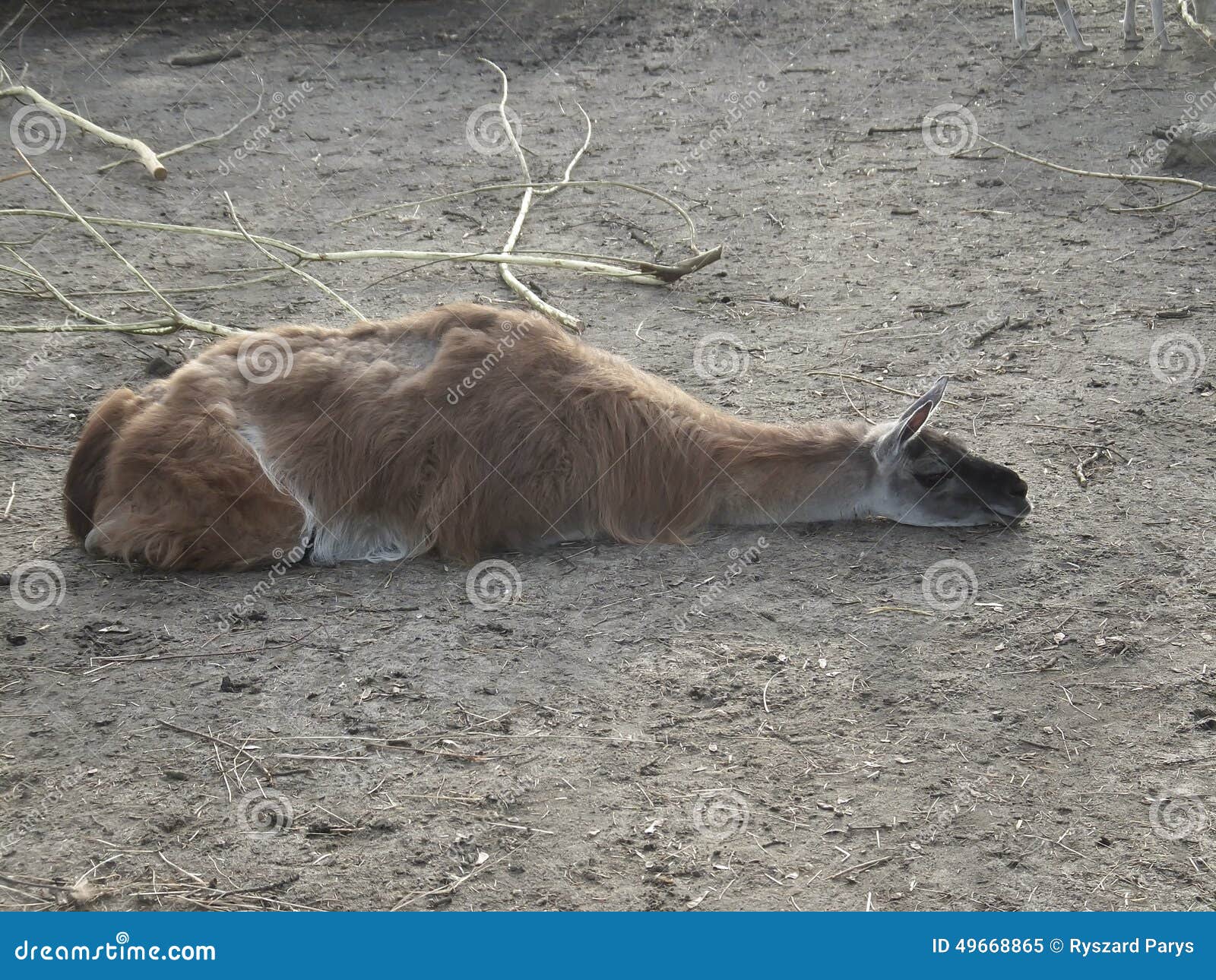 Llama sleeping stock image. Image of sleeping, sand, resting - 49668865