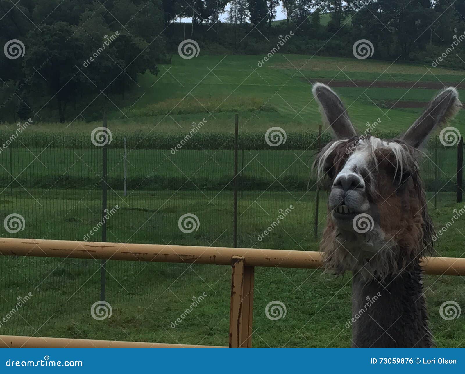 Llama Smiling stock photo. Image of camera, wisconsin - 73059876