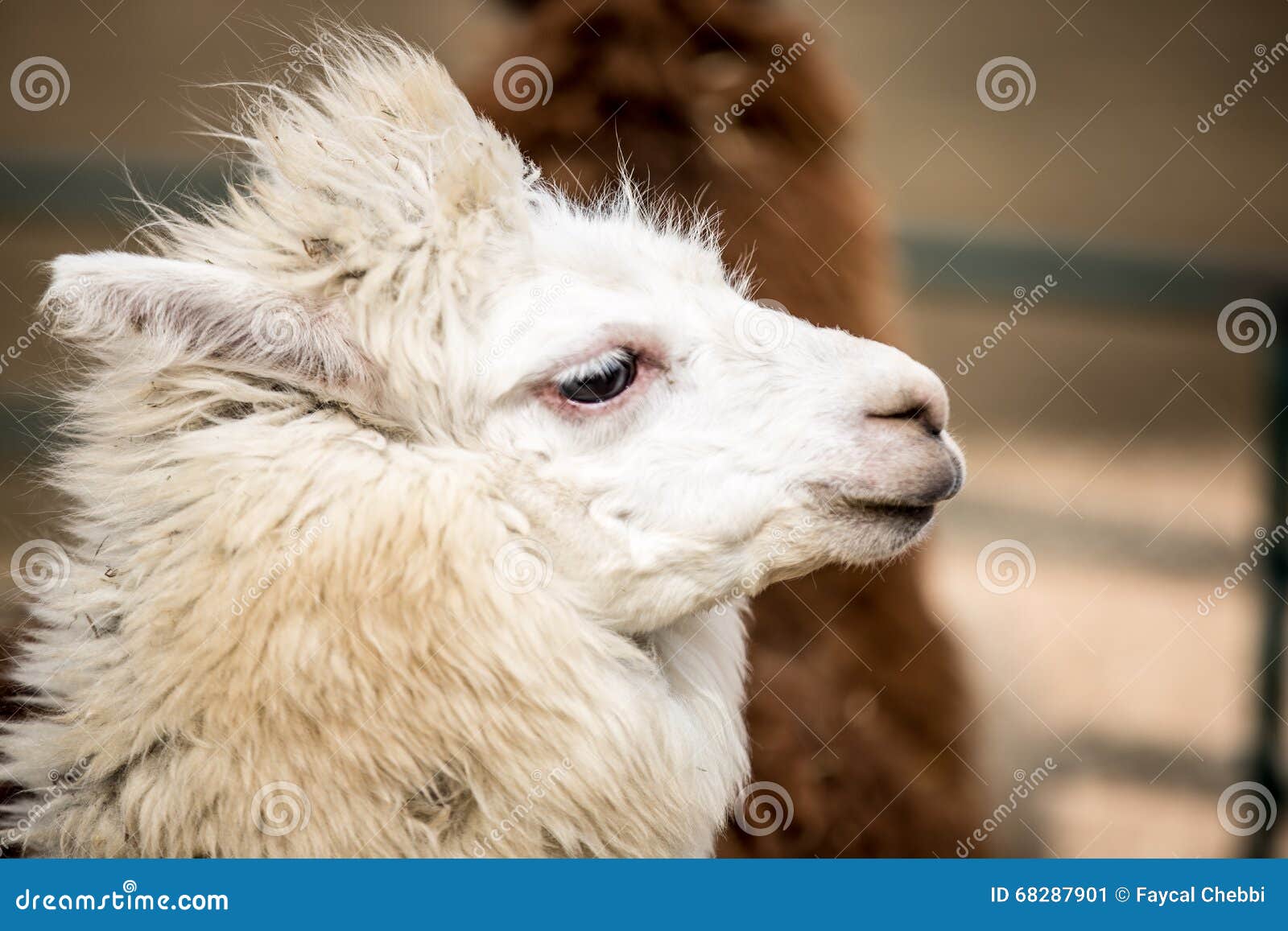 Llama - Snow beauty stock image. Image of wildlife, snow - 68287901