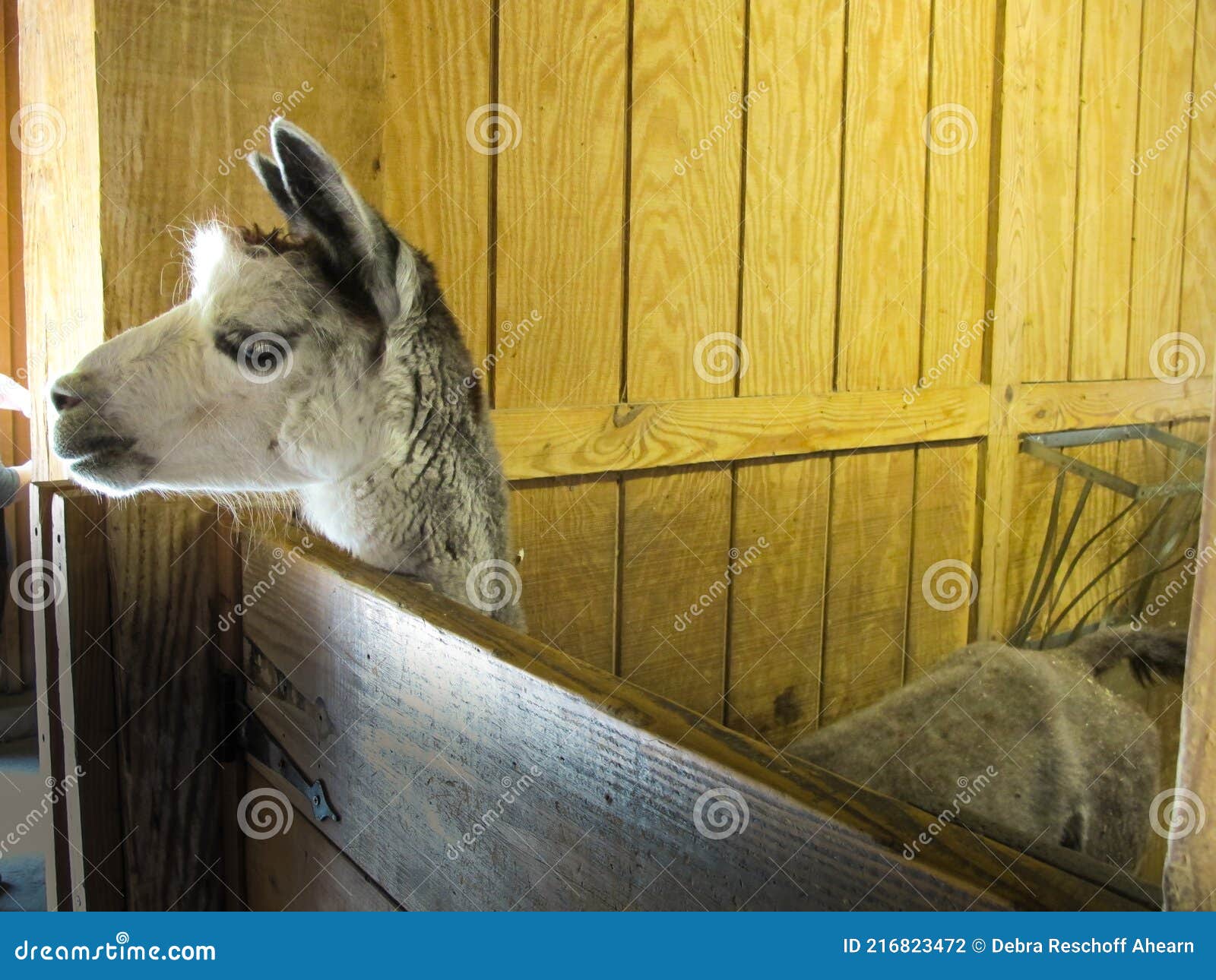 Llama in a stables stock photo. Image of peru, isolated - 216823472